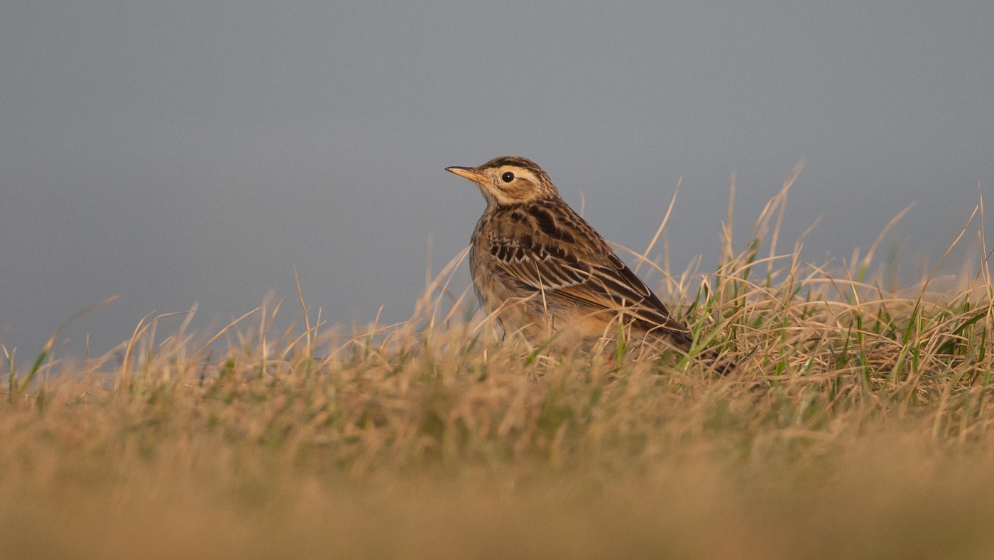 Grote Pieper Bij De Hondsbossche Zeewering Grote Pieper Bij De Hondsbossche Zeewering