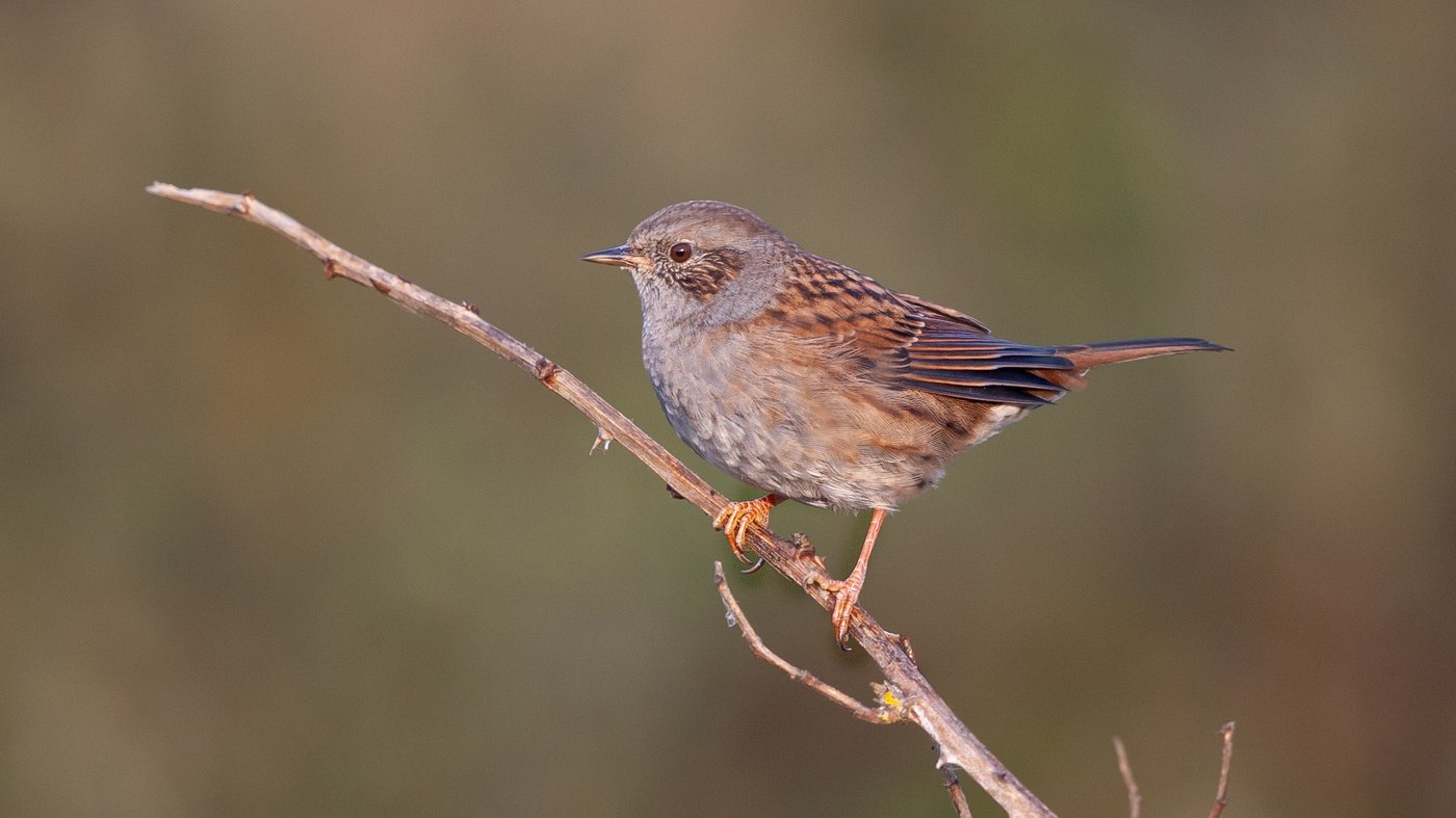 Barred Warbler on Texel, year species number 300!